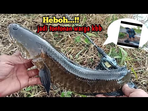 🔴- Warga Kbb Sampai Heboh CASTING IKAN GABUS ll Di Spot banjiran  pingir jalan jakpot Monster gabus