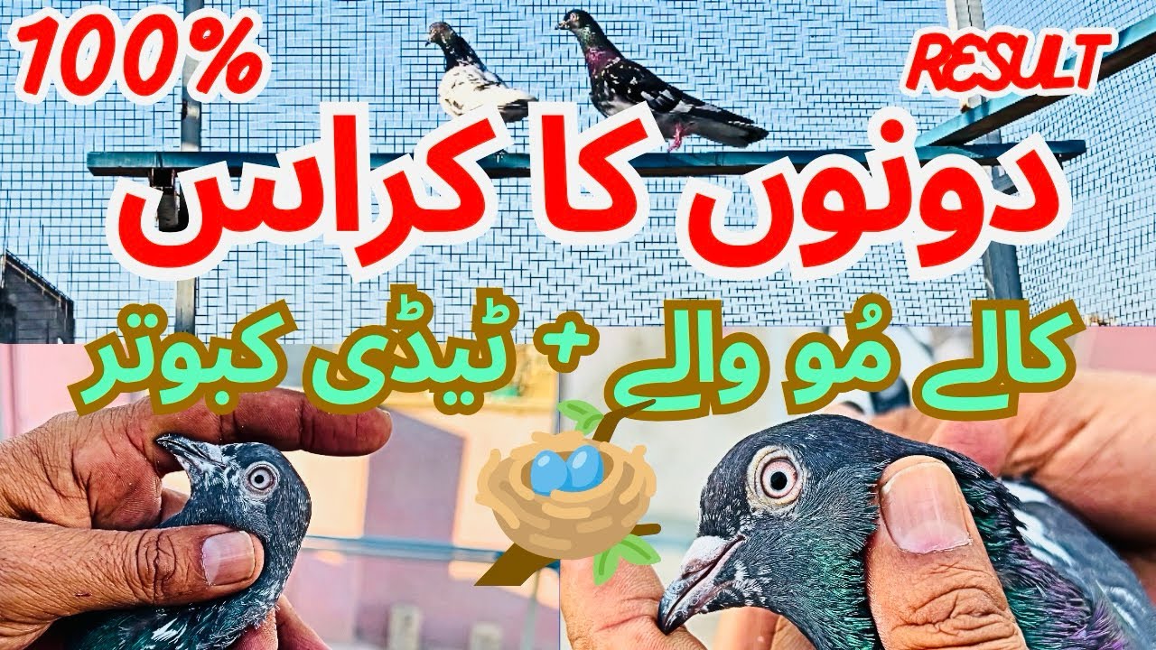 Pigeon Breeding Season 2024 | Dhoke Ratta Pigeon Club |🪺🕊️ - YouTube
