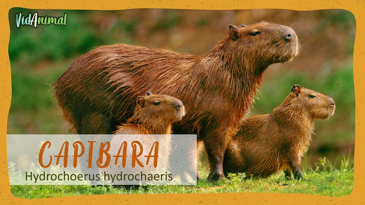 TODO sobre el CAPIBARA: El roedor mas grande del mundo. - YouTube