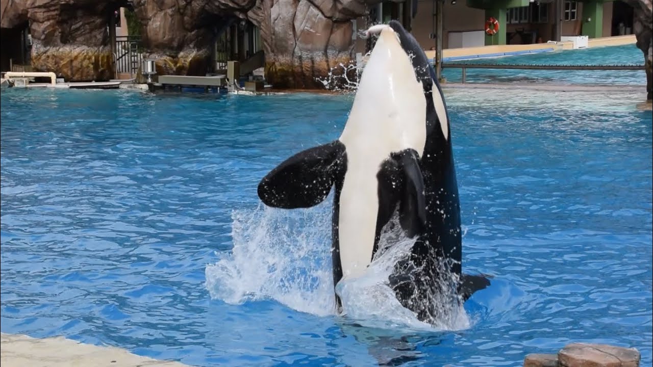 Corky and Ikaika Orca Encounter Full Show at SeaWorld San Diego ...