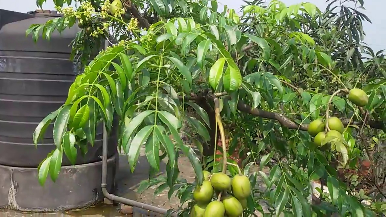 ছাদে আমড়া চাষ (Rooftop Amra/Spondias mombin Garden)IIHow to cultivate ...