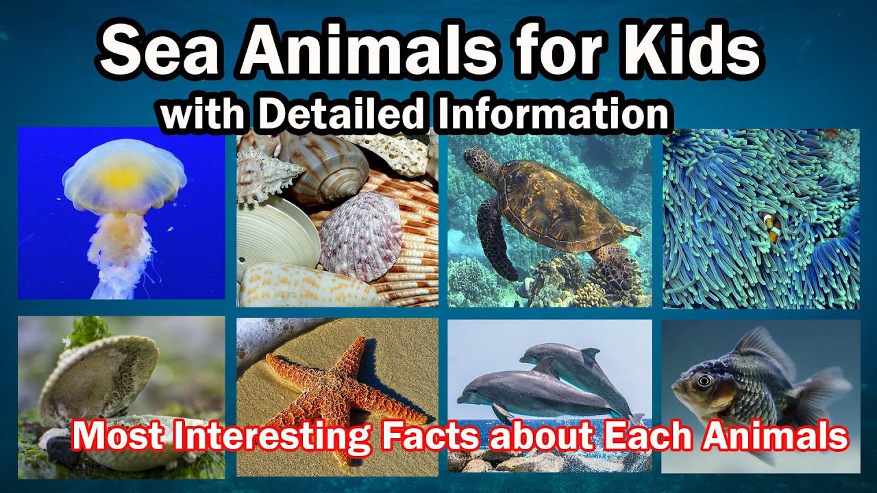 Sea Animals for kids with Detailed Information-Most Interesting Facts ...
