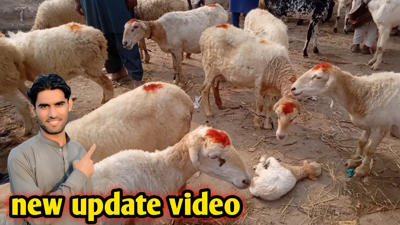 damani bair dera ismail khan mandi update latest video 2024 sheep video ...