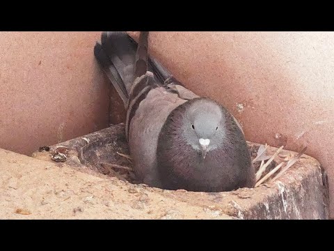 Dumanlı erkek nasip değilmiş