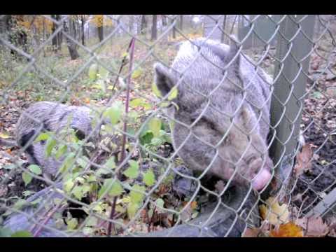 Minigrisar - YouTube