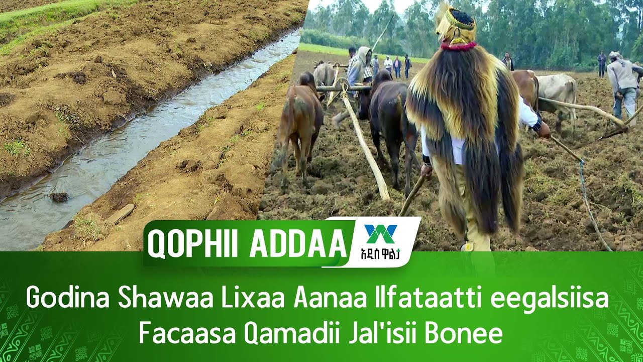 Godina Shawaa Lixaa Aanaa Ilfataatti eegalsiisa Facaasa Qamadii Jal ...