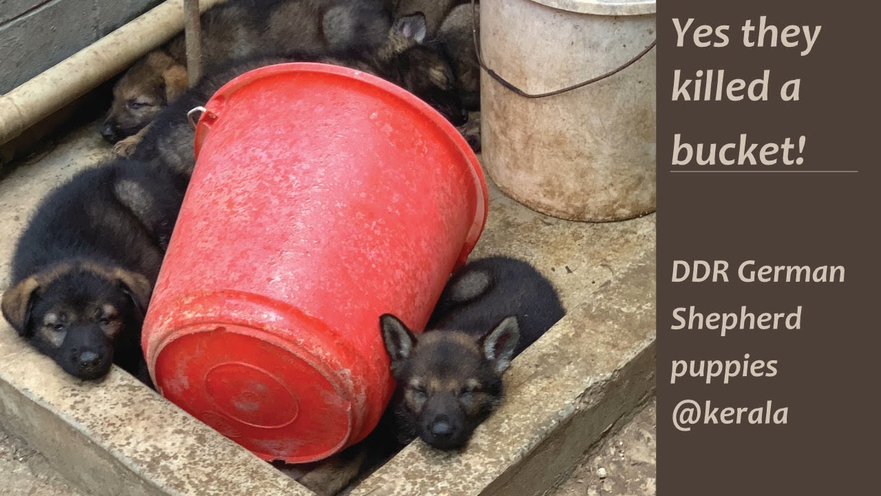 DDR German working line puppies @Kerala - YouTube
