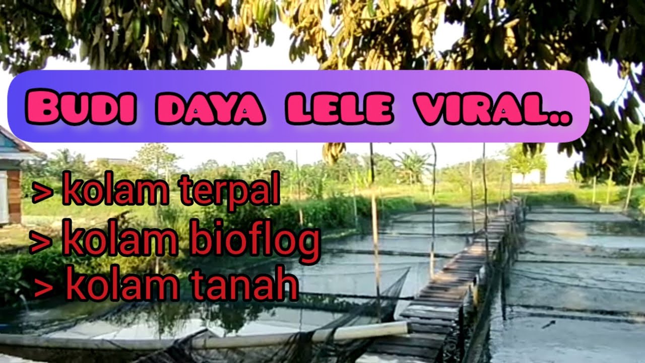 budidaya lele mutiara??? kolam terpal dan bioflog...ini lah solosi nya ...