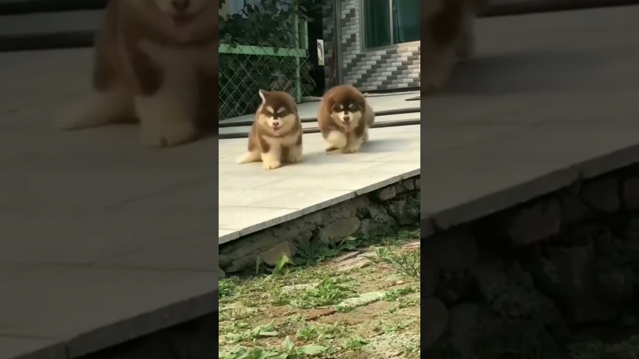 कुत्ते के बच्चे । puppy videos । cute puppy videos । cute puppy । # ...