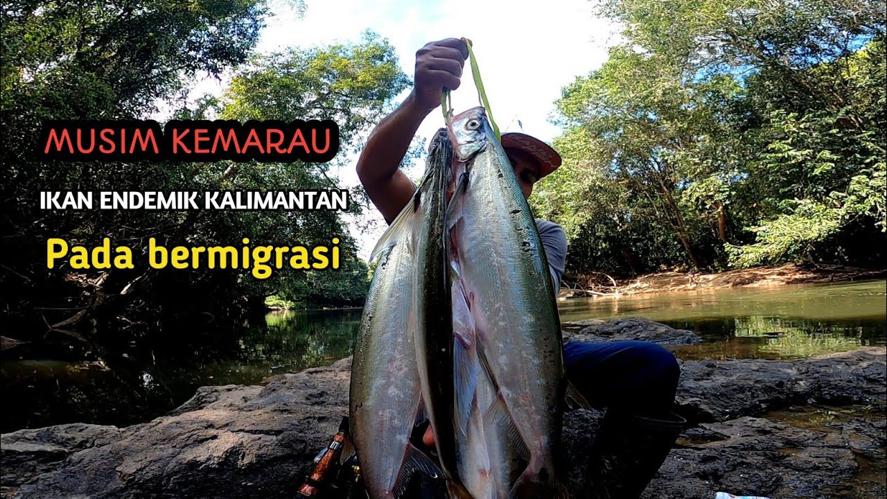 MANCING IKAN ENDEMIK SUNGAI KALIMANTAN || CASTING IKAN PARANG-PARANG ...