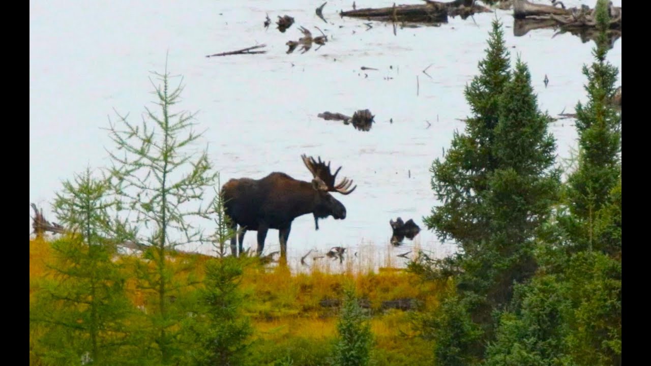 Bull Moose Feeding on Aquatic Plants - YouTube