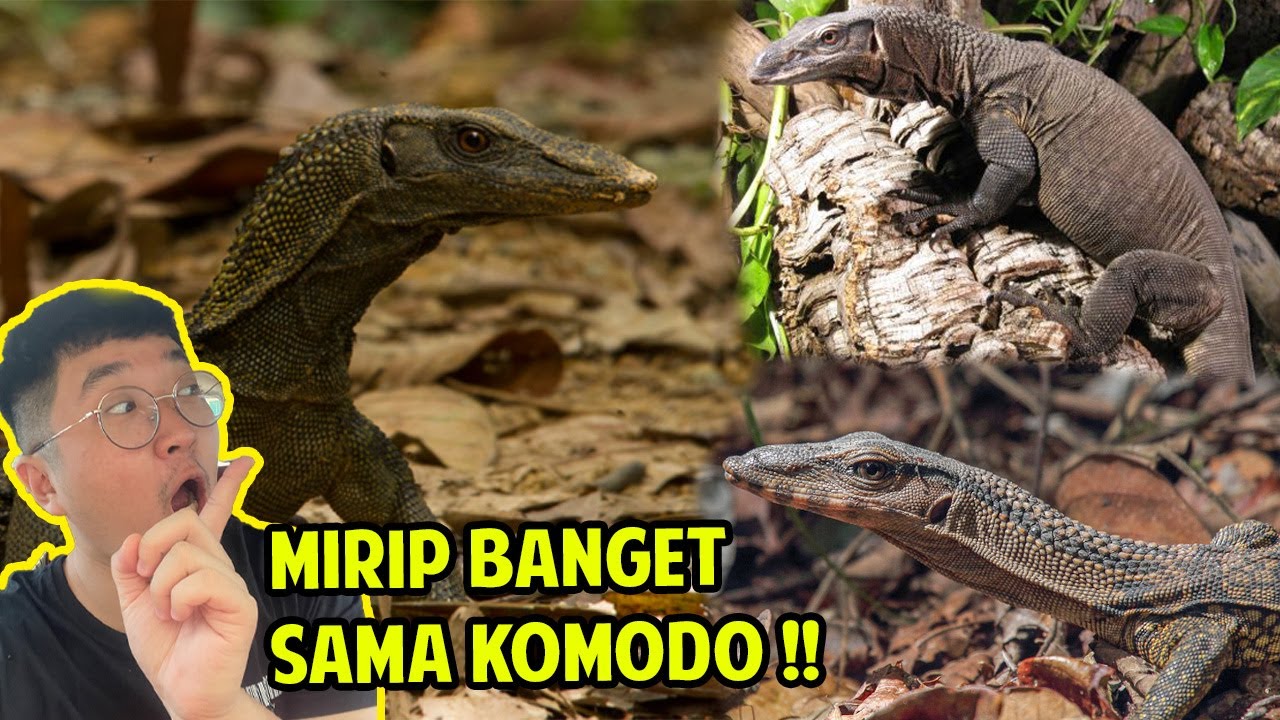 BIAWAK HITAM GEDE SANGAR !! VARANUS RUDICOLLIS - YouTube