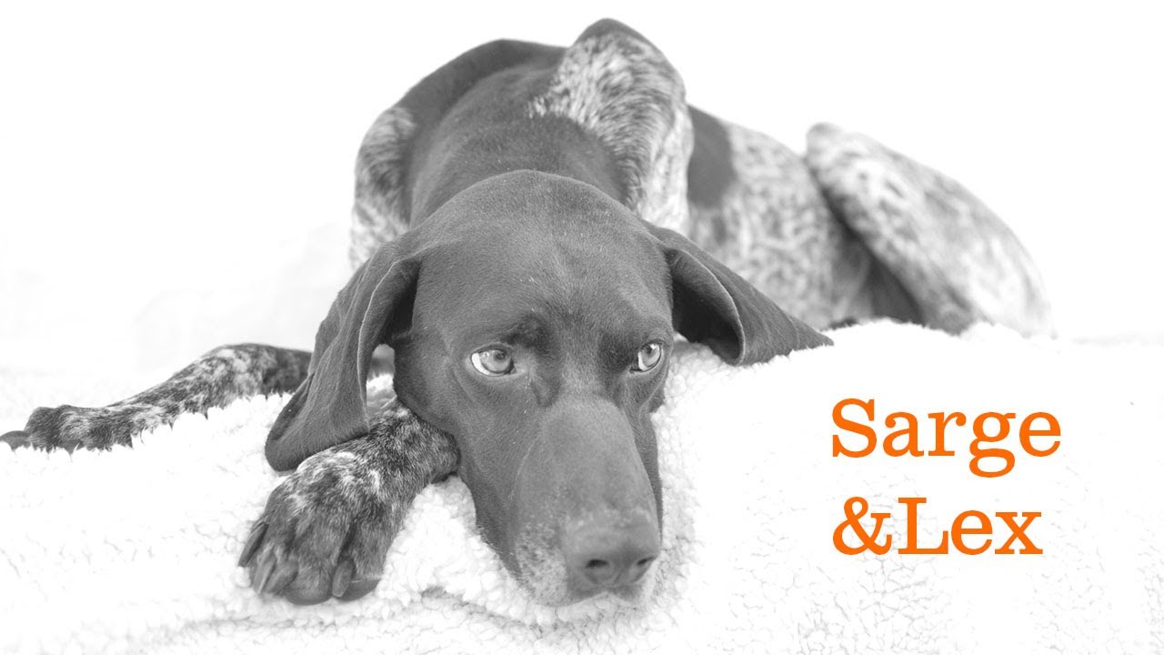 💦Our 5-Dog Pool Posse Creates Daily Delight! 🐕#poolparty - YouTube