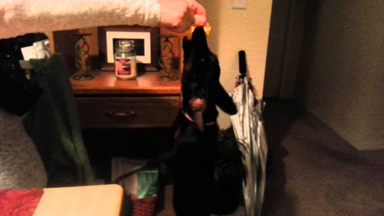 Hanging Weiner Dog - YouTube