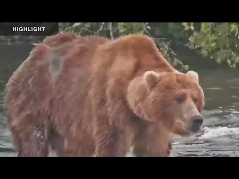Fat Bear Week kicks off online