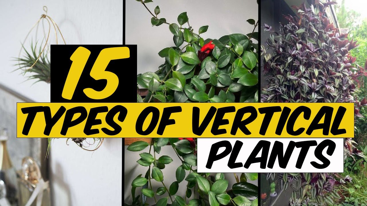 15 Types of Vertical Plants - The Planet of Greens - YouTube