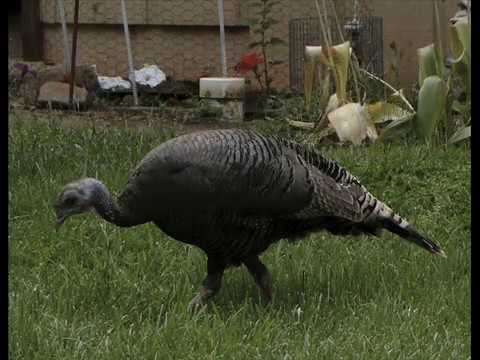 Wild Turkeys in Southern Oregon - YouTube