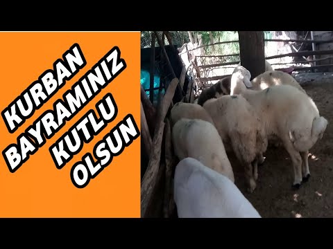 KURBAN BAYRAMINIZ KUTLU OLSUN.2019 kuban bayramı kutlaması cyg123 videoları