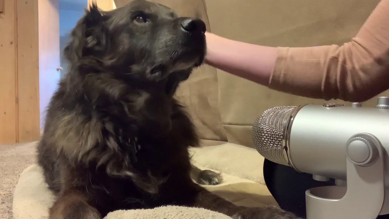 ASMR on My Dog | 💕 Ambient Dog-Petting Sounds for Sleep and Relaxation ...