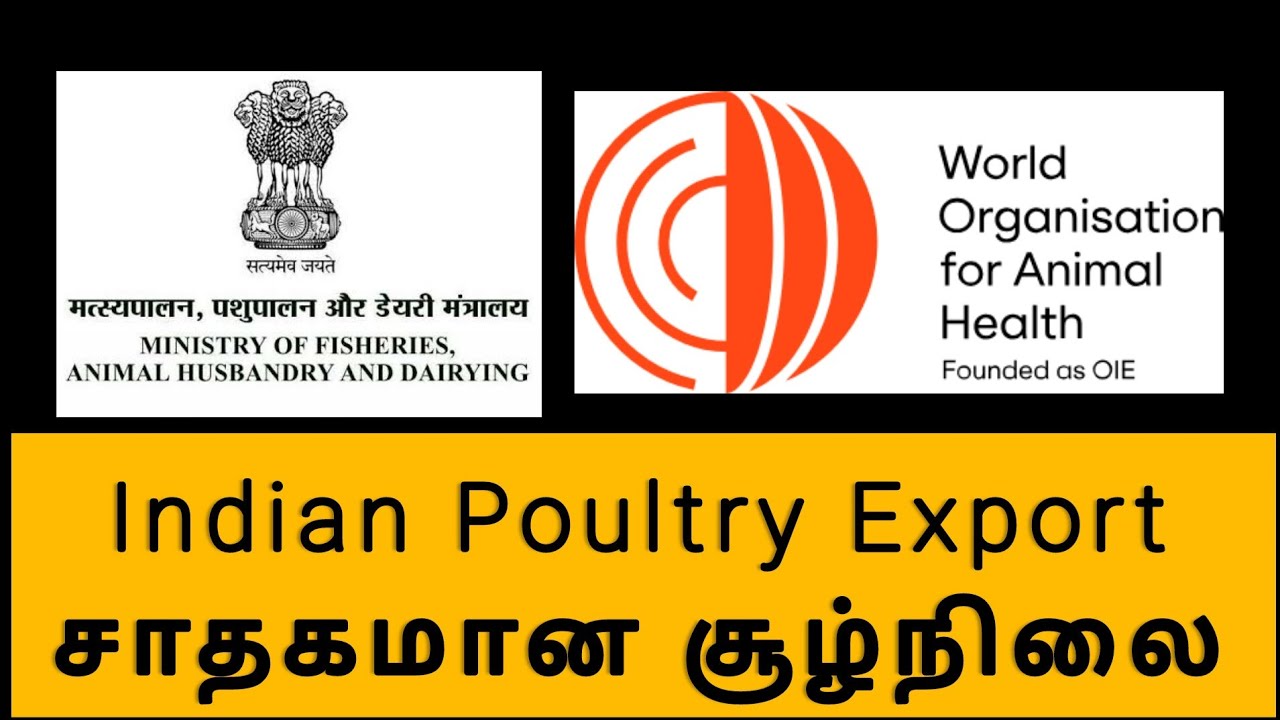 Positive News for INDIAN POULTRY EXPORT 13 October 2023 - YouTube