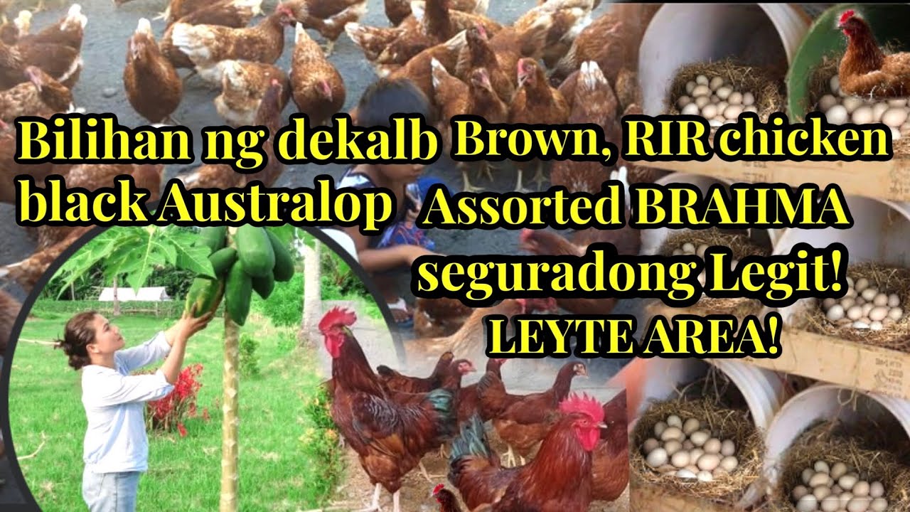 BILIHAN NG DEKALB BROWN, RIR CHICKEN, BLACK SUSTRALOP at ASSORTED ...