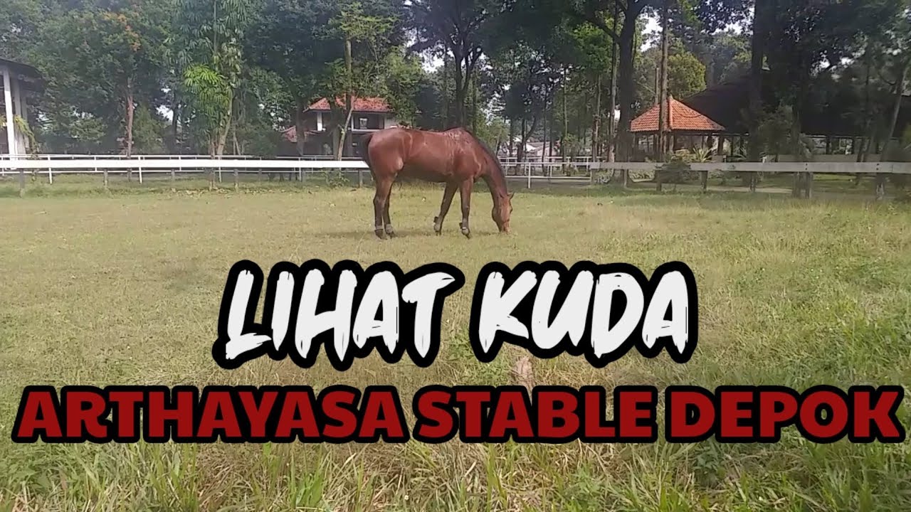 Lihat Kuda Arthayasa Stable Depok || Kudanya bagus bagus gess - YouTube