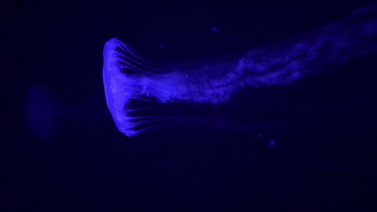 ASMR | Underwater Jellyfish Visuals with Layered Sounds - YouTube