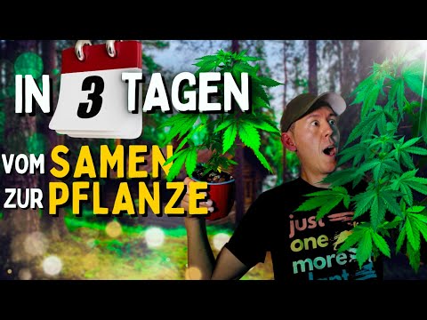 Cannabis Anbau für Anfänger 🌱 Samen keimen und anziehen in 3 Schritten!