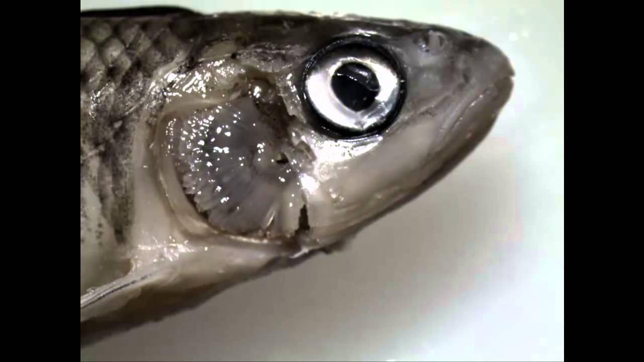 Pharyngeal Teeth - YouTube