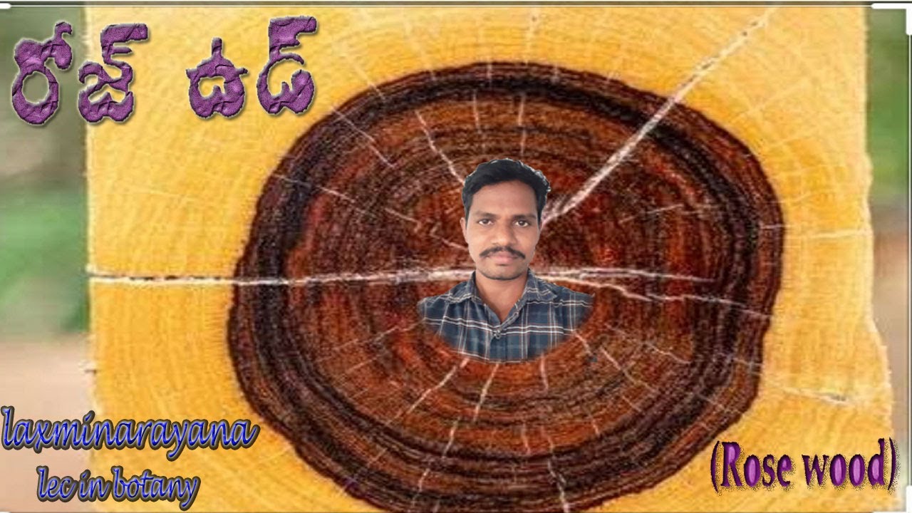 Rosewood Tree In Telugu