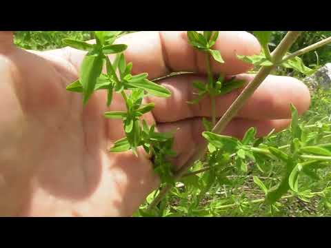 Hypericum perforatum, known as St. John's wort, is a flowering plant in the family Hypericaceae