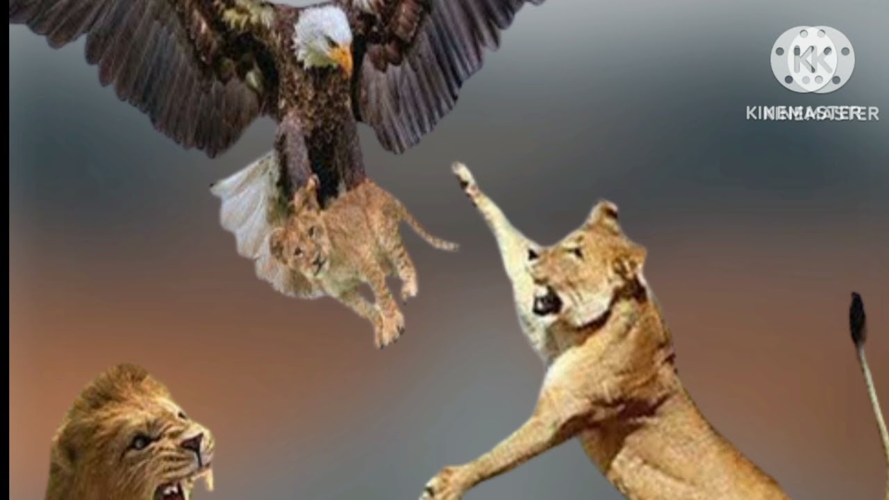 The wildest hunting of hungry bald eagle - YouTube