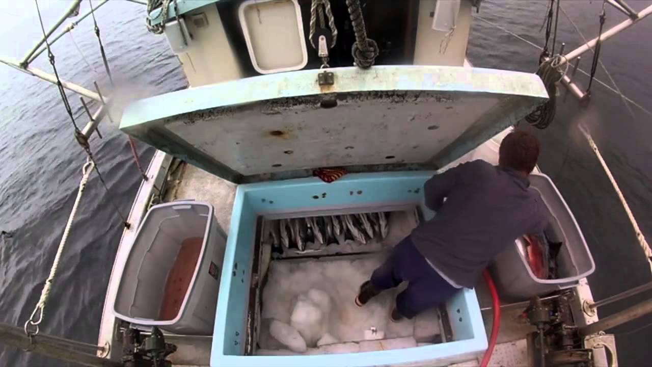 One by One--how we produce line-caught salmon - YouTube