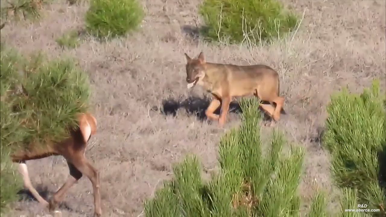 Berrea - Lobo acechando ciervo - YouTube