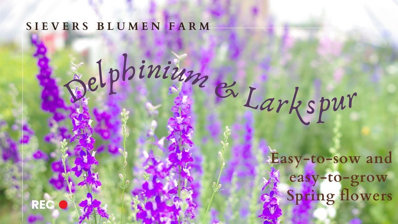 Easy to Sow & Grow Spring Cut Flowers | Delphinium & Larkspur | Sievers ...