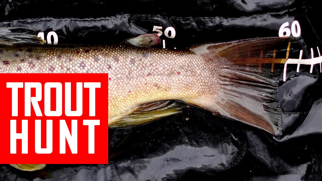 How to catch big Trout? BFS stream lure fishing - YouTube