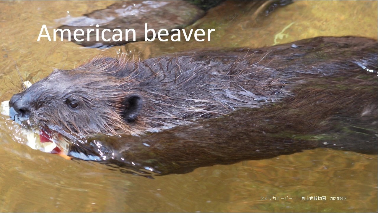 【japanese zoo】American beaver／Higashiyama Zoo and Botanical Garden ...