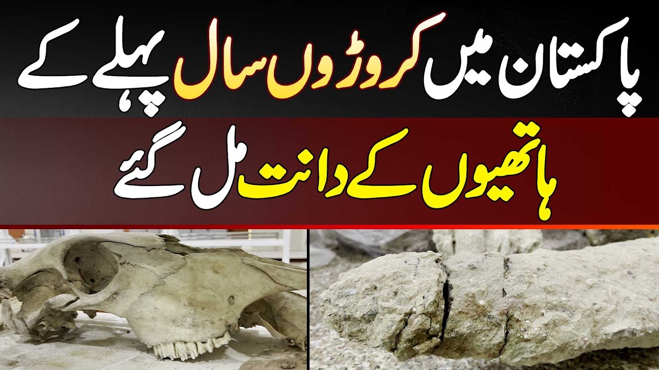 Fossilized Elephant Teeth Millions Of Years Old Have Been Discovered In ...