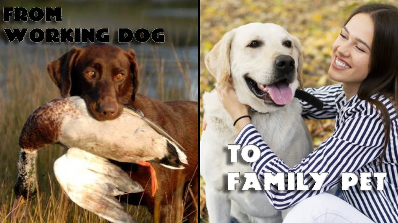 From Working Dog to Family Pet The Evolution of the Labrador Retriever ...