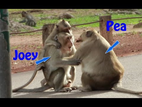 Joey Monkey Meet Sweetpea on Street,After long time Joey Live Far away ...