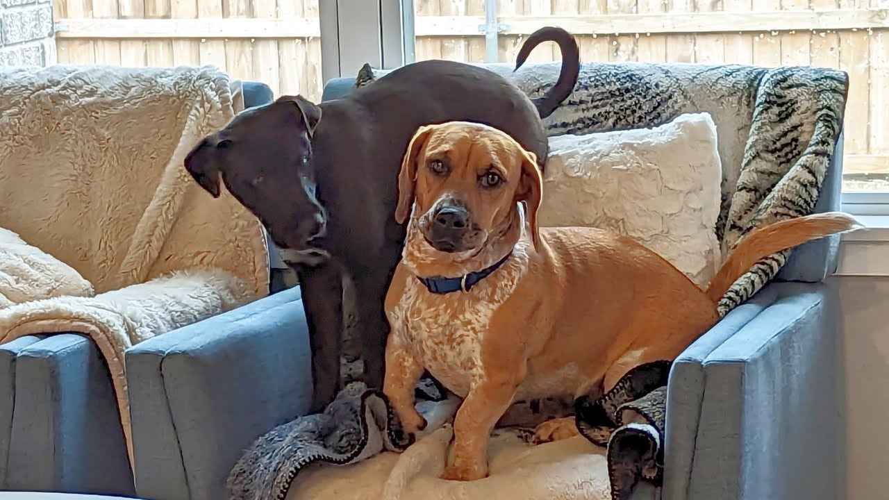 2 Rescue Dog's Shenanigans And Mischief | Dogs Funny Videos # ...