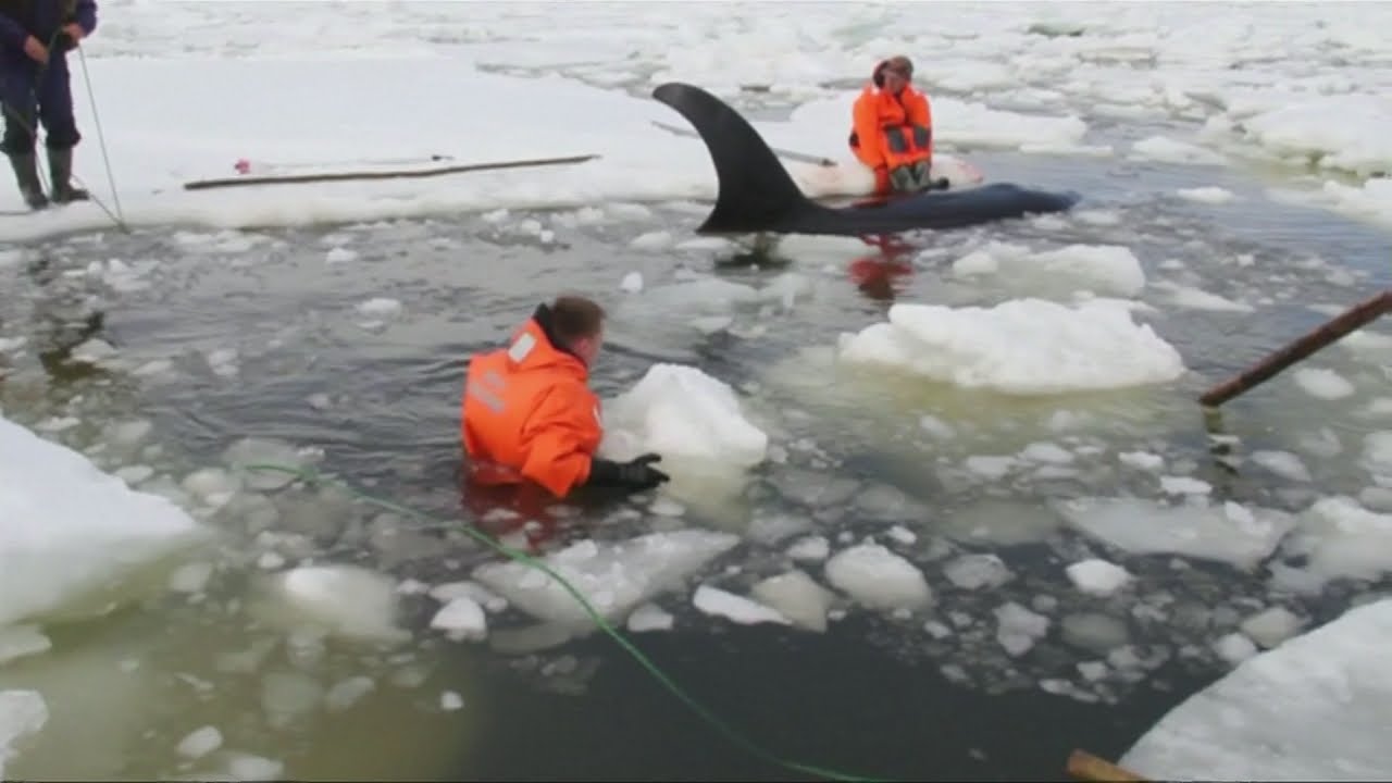 Four orcas rescued after getting trapped in ice - YouTube