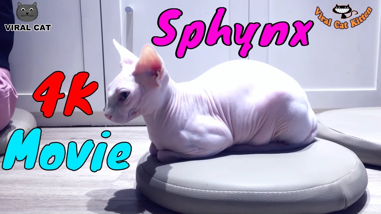 4k Quality Animal Movie - Wise And Irascible Sphynx Cat Prince | Viral ...