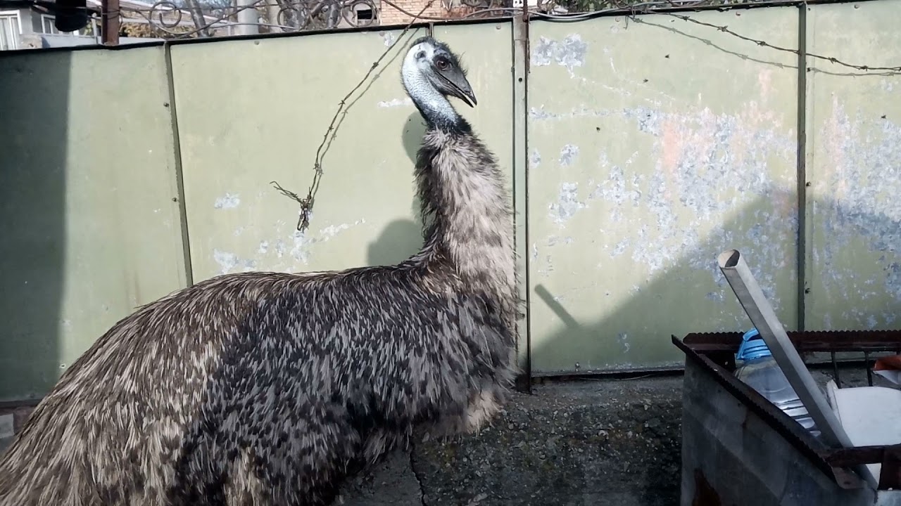 emu mating call sub basa - YouTube