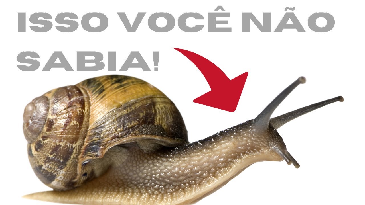 Ciclo De Vida Do Caracol Bolsa