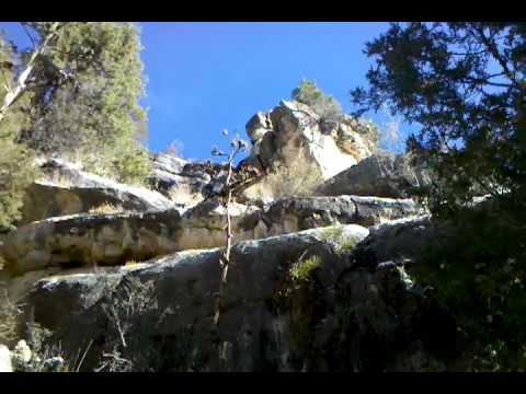 hound dogs caught mountain lion
