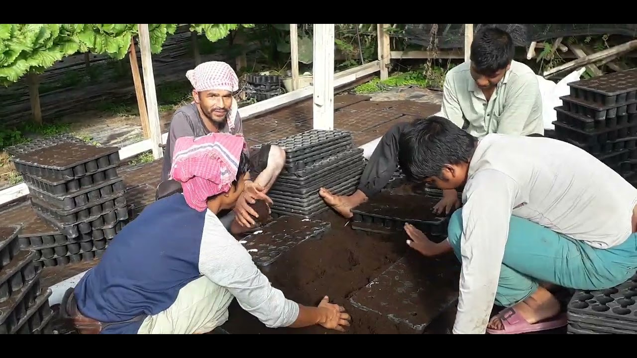 Malaysia Cameron Highlands Sayur garden 🏡🏠🏡 - YouTube