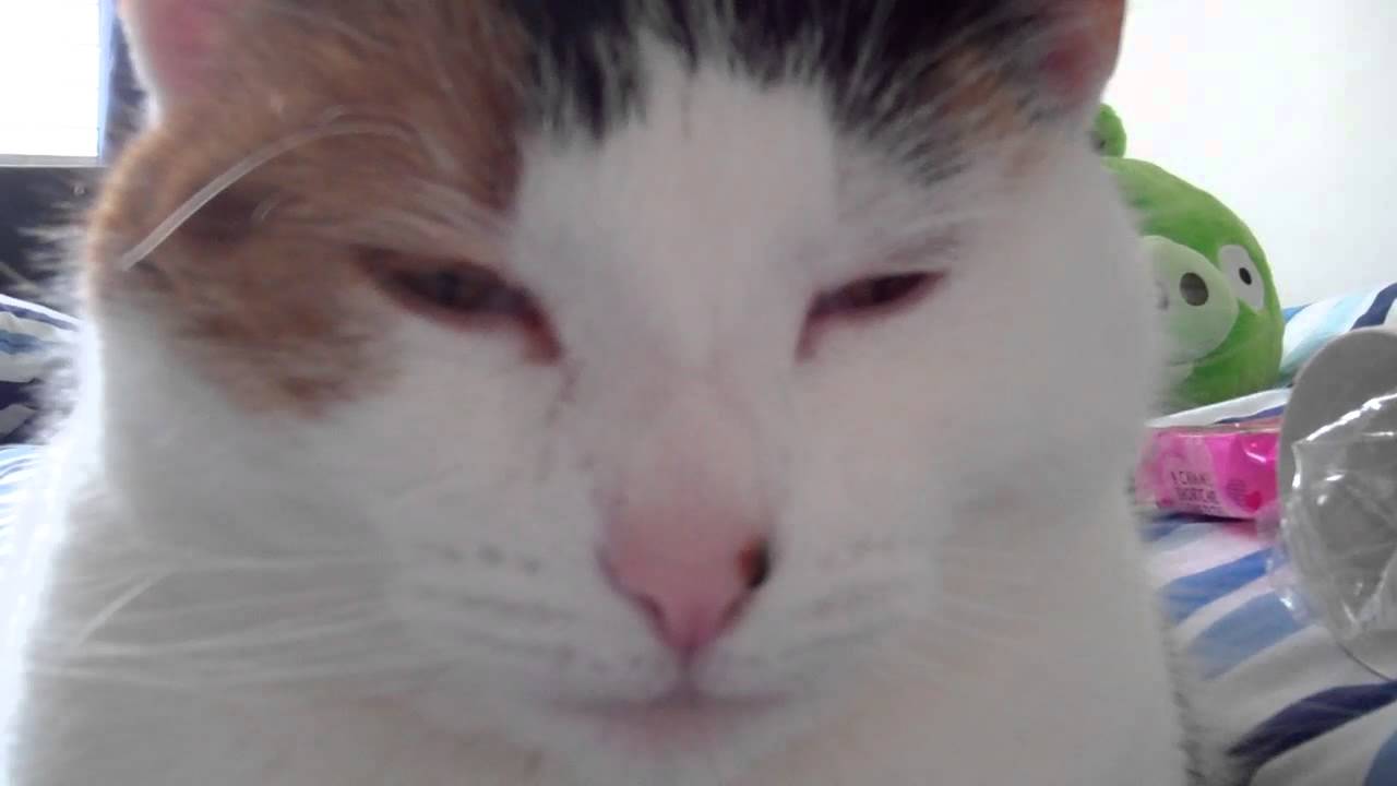 Nose Whistling Cat - YouTube