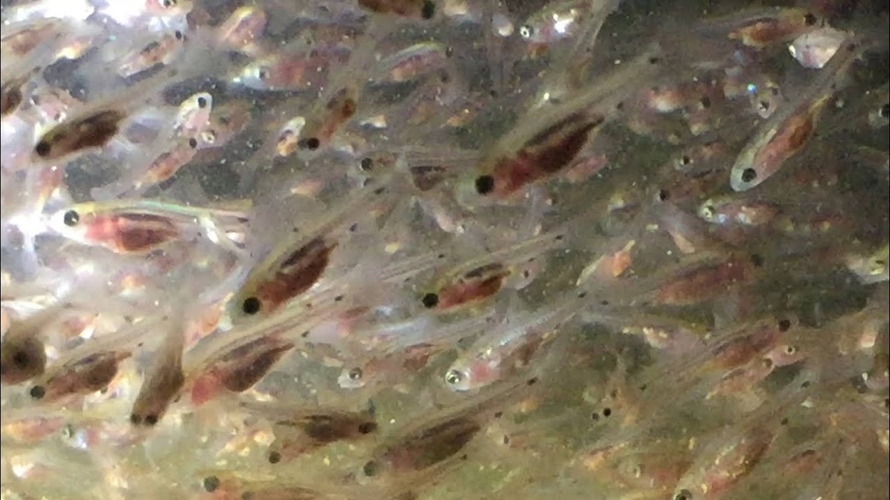 Budidaya ikan wader | ribuan ikan wader / beunteur - YouTube