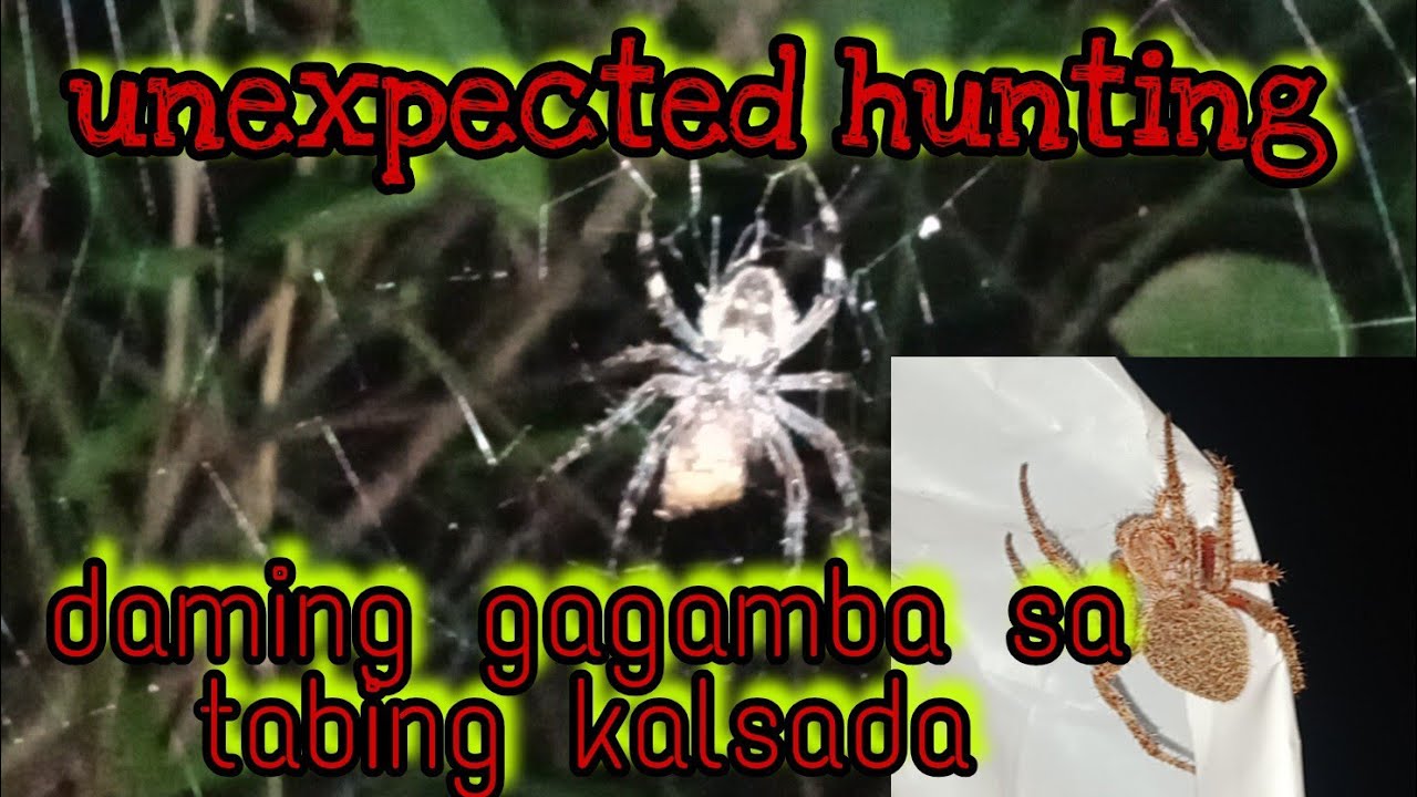 Spider hunting ang daming gagamba sa tabing kalsada🕷️🕷️🕷️💯 - YouTube